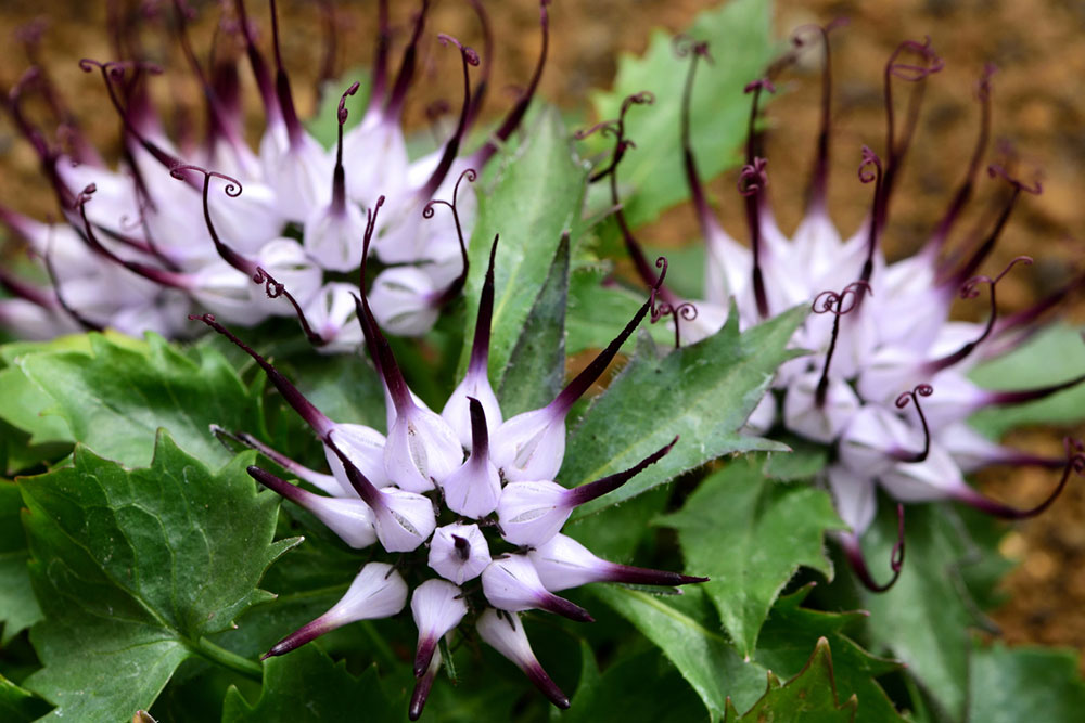 DESTROY Arthritis Pain with This ‘Devilish’ Plant - Turapür